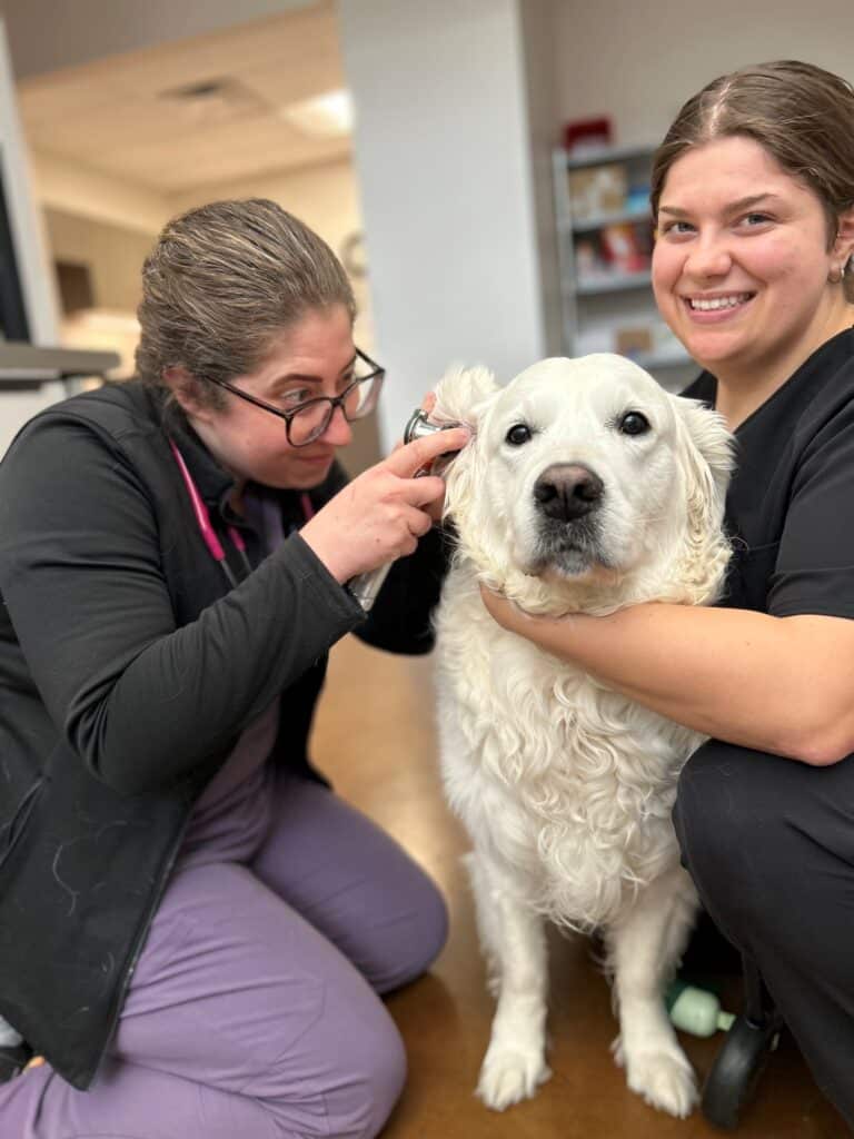 Veterinary Services In Traverse City, MI | Oakwood Veterinary Hospital